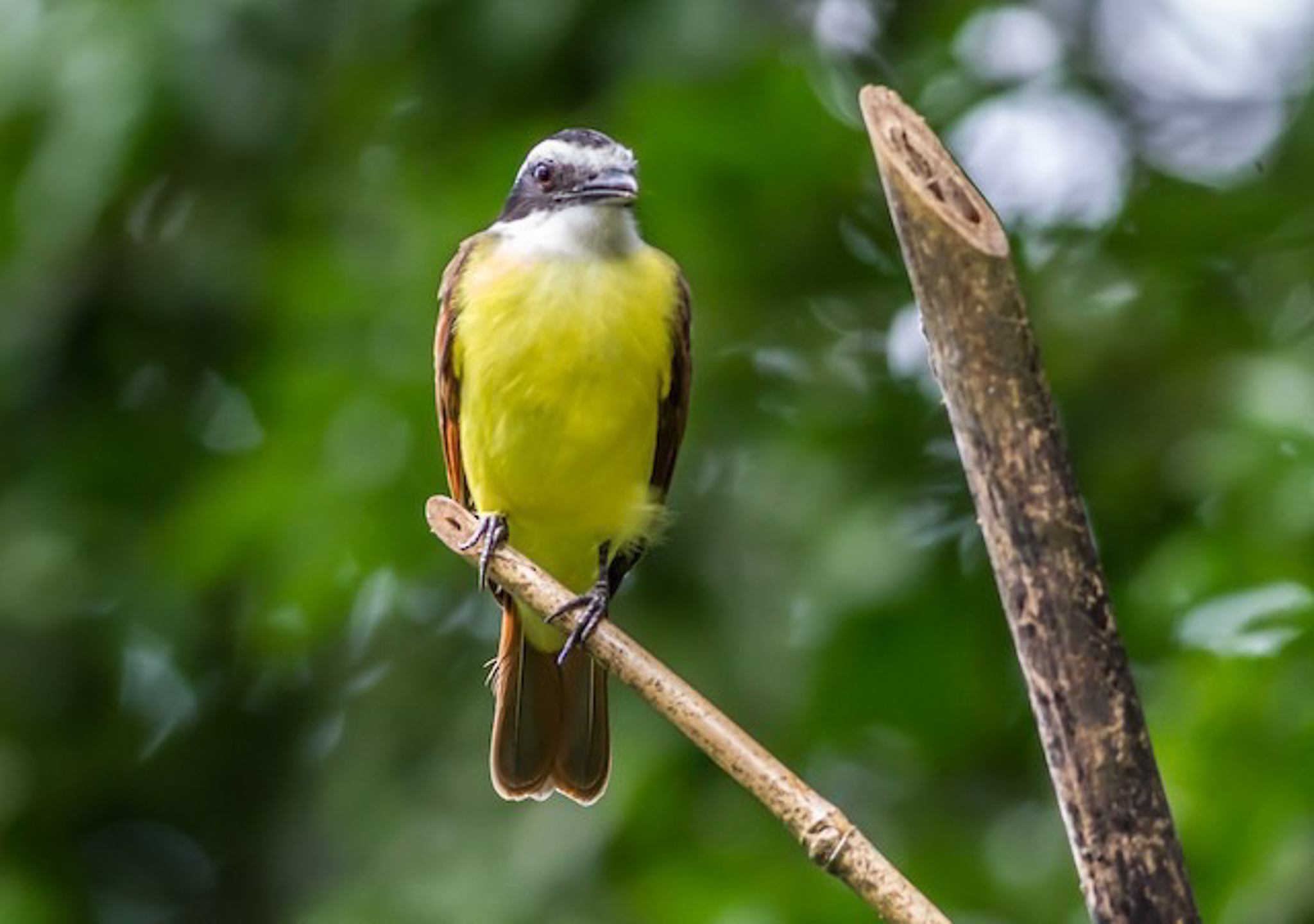 Great Kiskadee 2015-11-26 Chilamate Rainforest Eco Retreat, Heredia ...